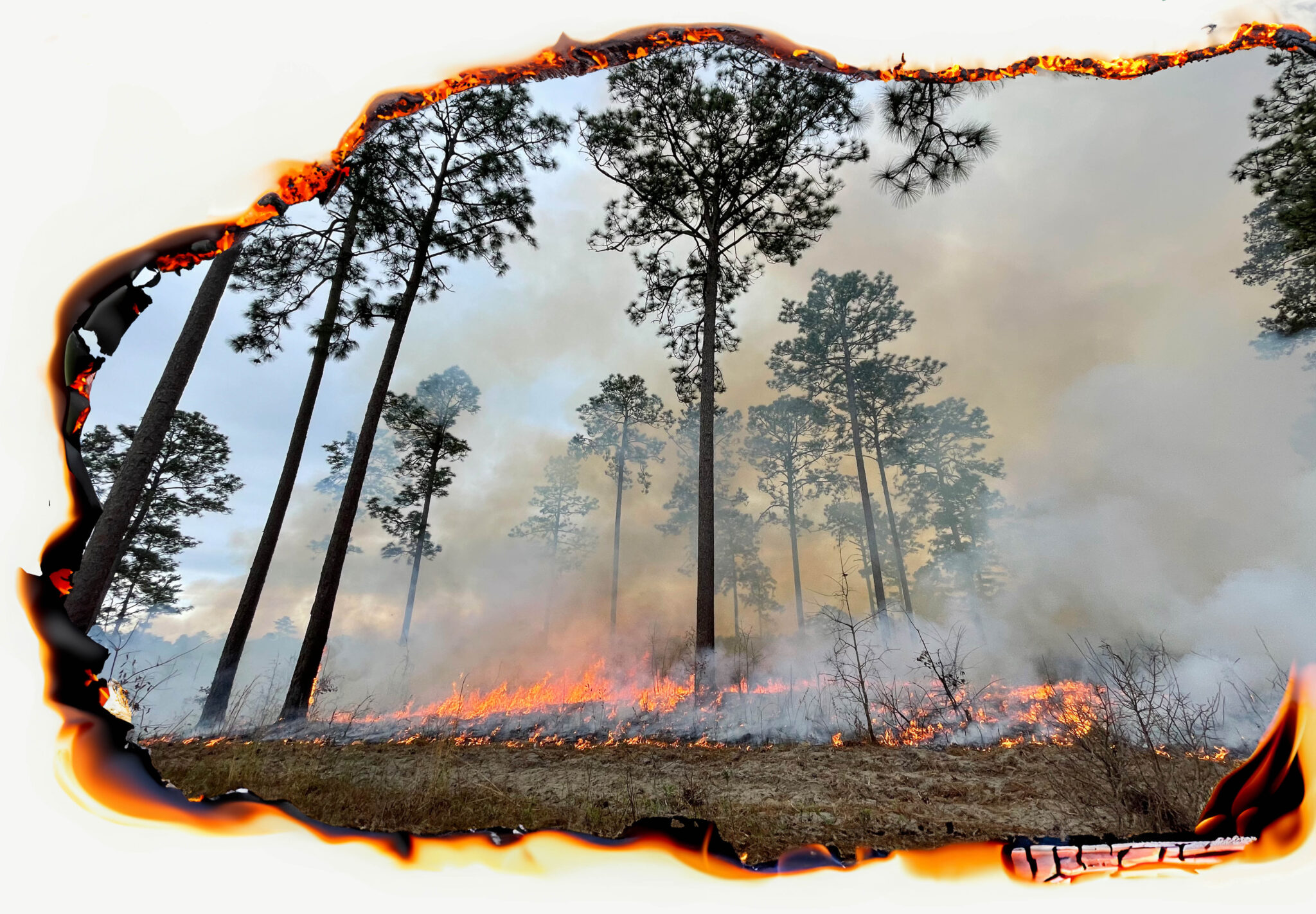 Comprehensive Land Services | Real Estate, Wildlife Consulting ...